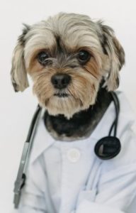 Clinique Vétélys : Centre Vétérinaire 24/7 Genève